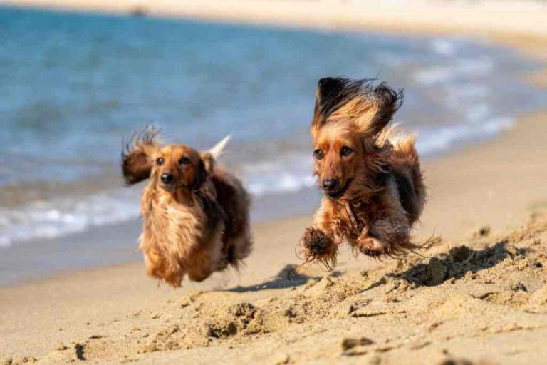 Playas que admiten perros en Cádiz (Actualizado a 2025)